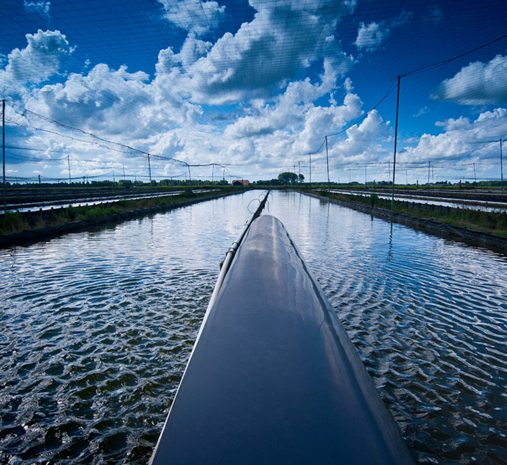 Delta Farms – Polychaete Farming